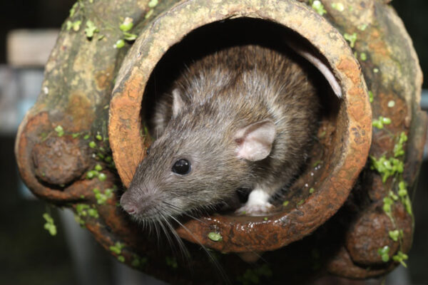 Flexible camera drain surveys for rats entry points, rodent pipes surveys